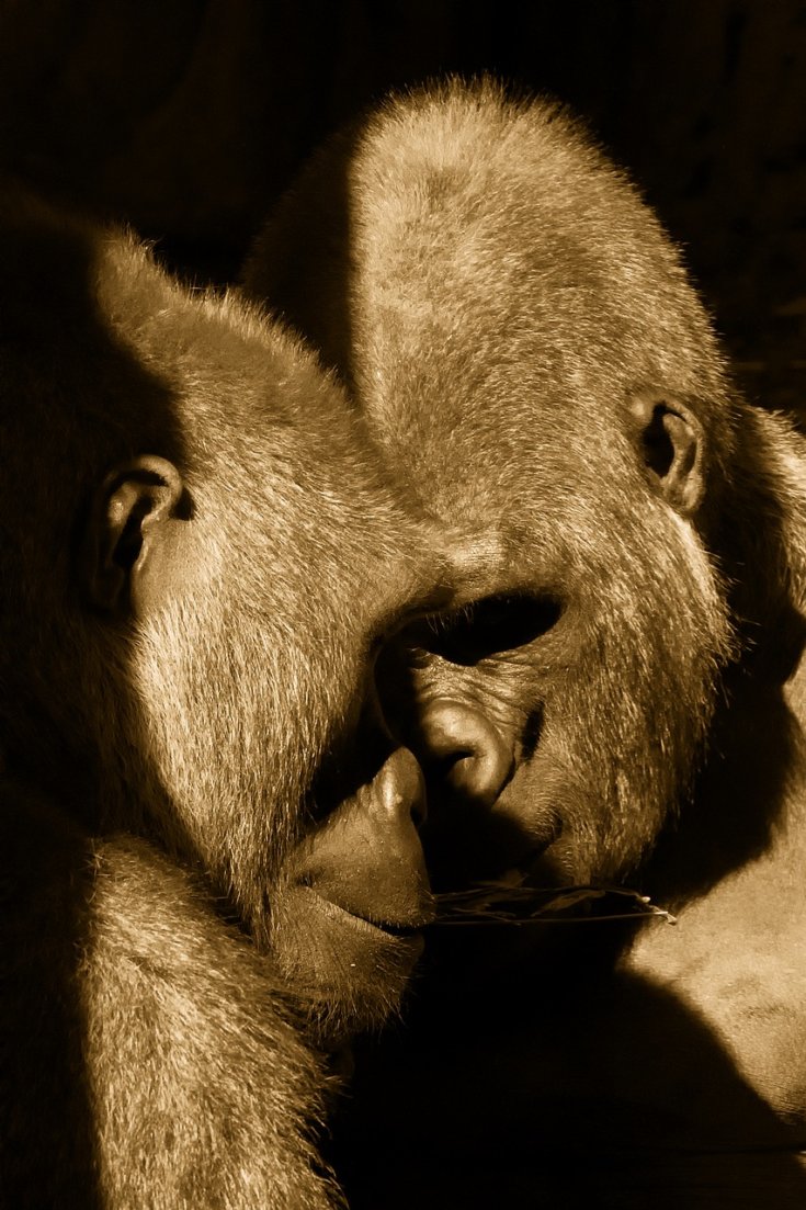 19 Best & Biggest Zoos in the World for 2026