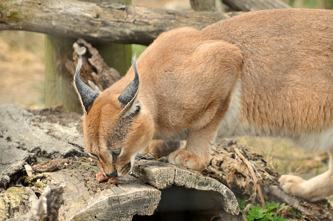 19 Best & Biggest Zoos in the World for 2026