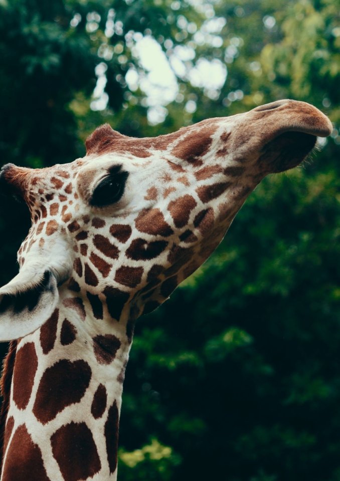 19 Best & Biggest Zoos in the World in 2021