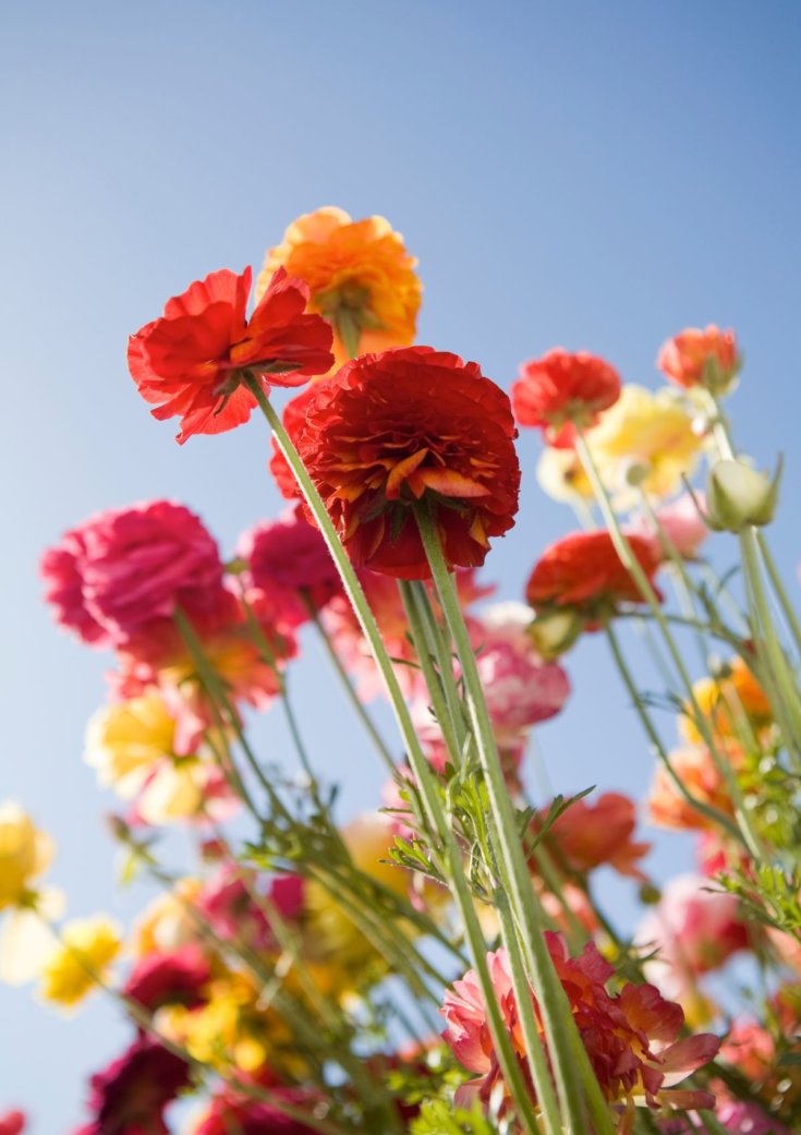 10 Best Festivals in Spring Around The World