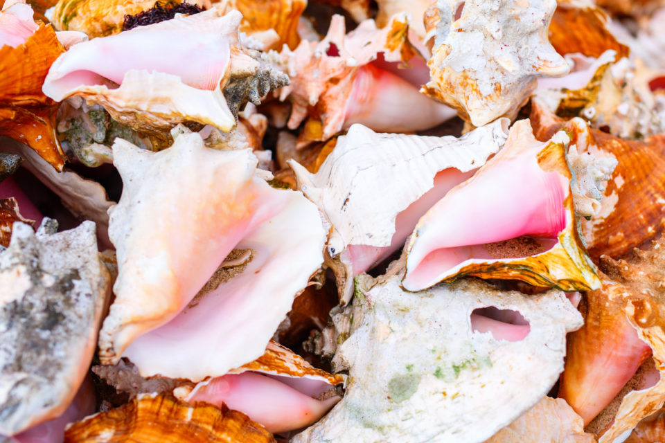 11 Best Souvenirs from Barbados to Remember Your Trip By