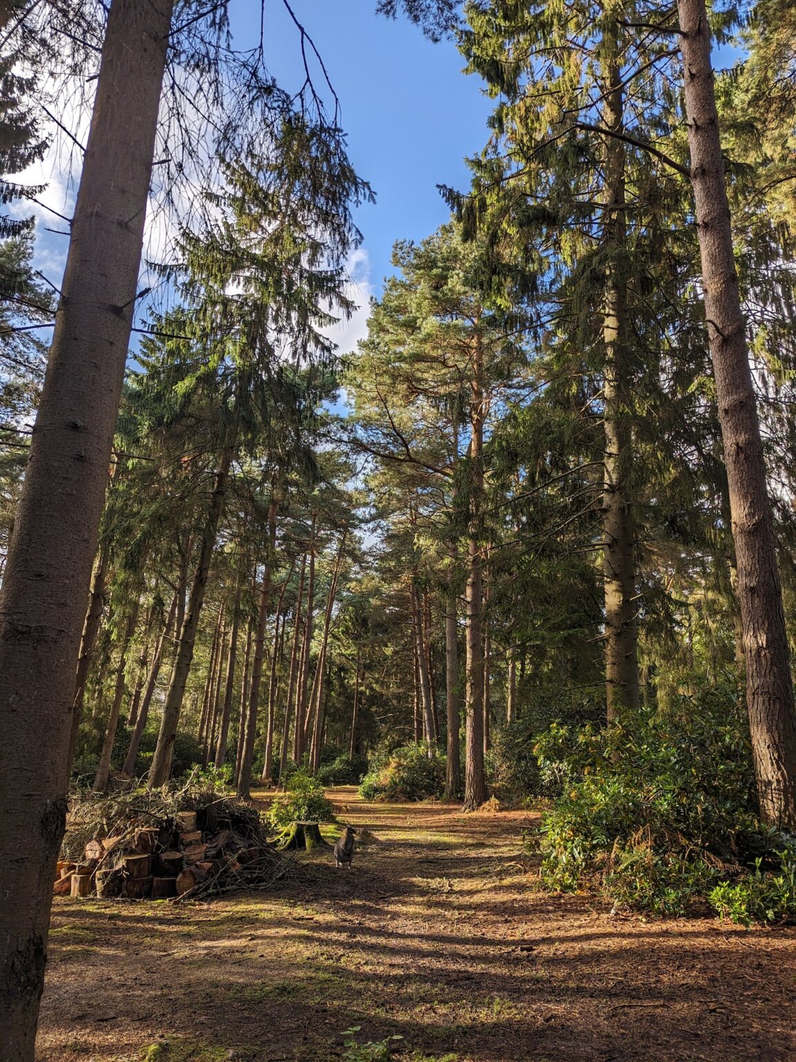Top 45 Unique Things to Do in the New Forest for 2026
