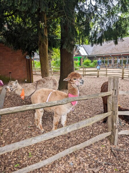 I Paid £412 for a Weekend at Sandy Balls Holiday Park, Was it Worth it?