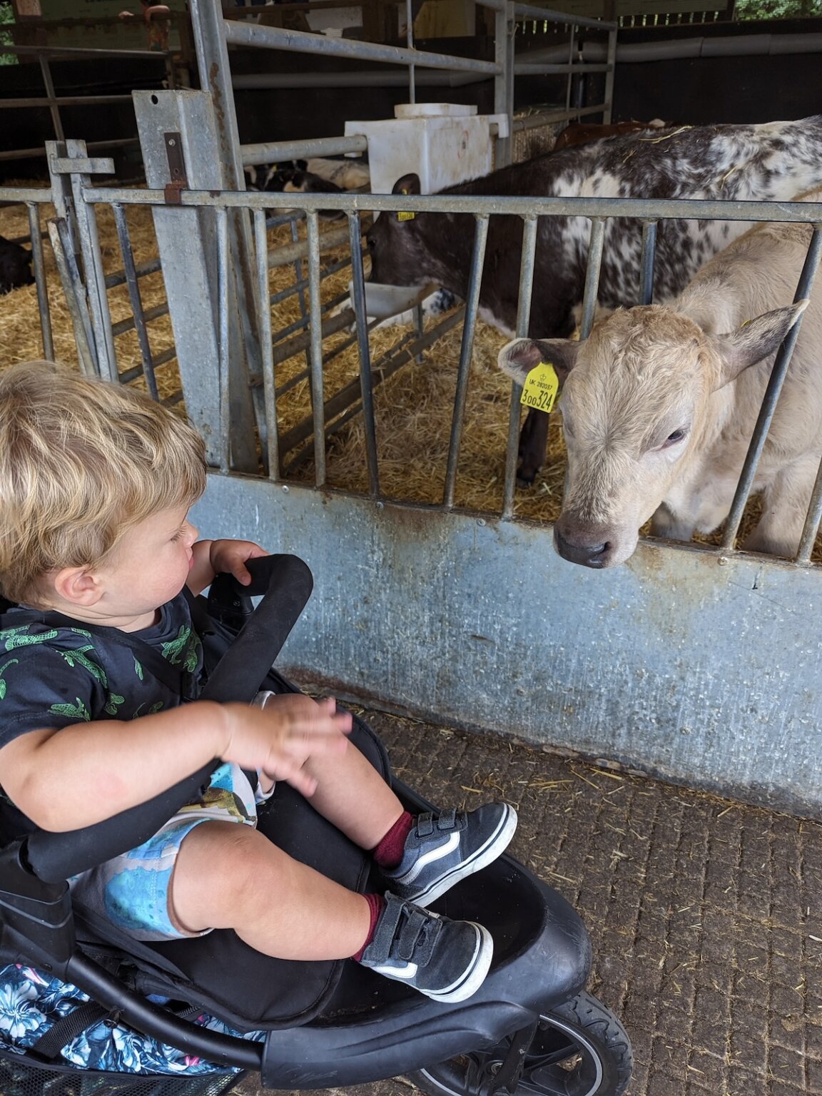 I Paid £412 for a Weekend at Sandy Balls Holiday Park, Was it Worth it?
